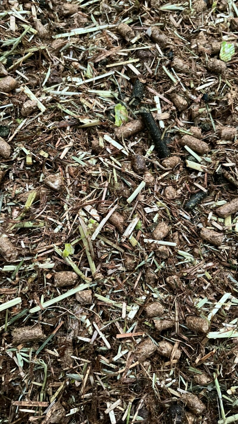 Chestnut Daily Maintenance - Chestnut Horse Feeds